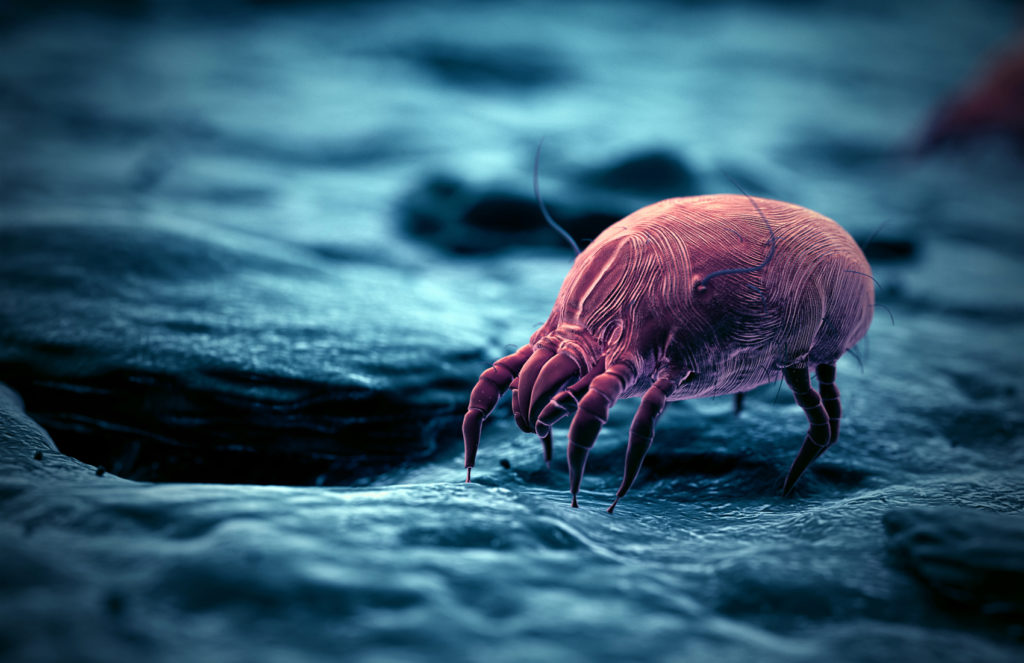 Tipps | Hausstauballergie | Gesundheitsratgeber | MEIN TAG®